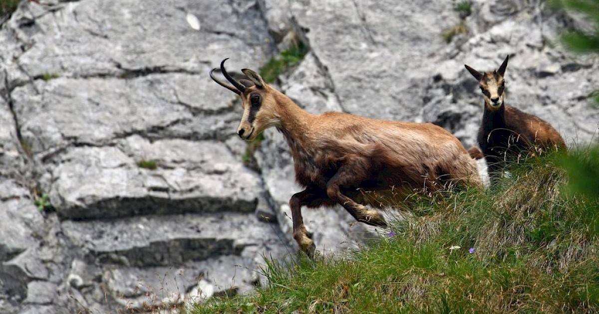 Ochraňujú prírodu nonstop: Pracovníci národných parkov chránia zvieratá ...