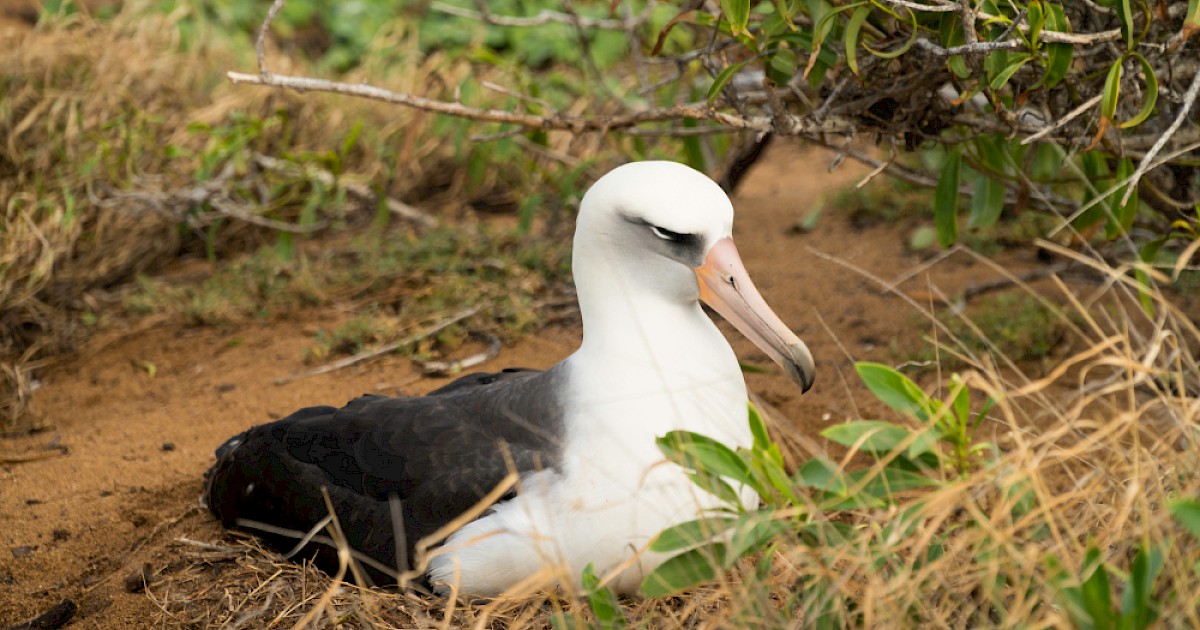 Je živý a aktívny: najstarší vták na Zemi zniesol vajce